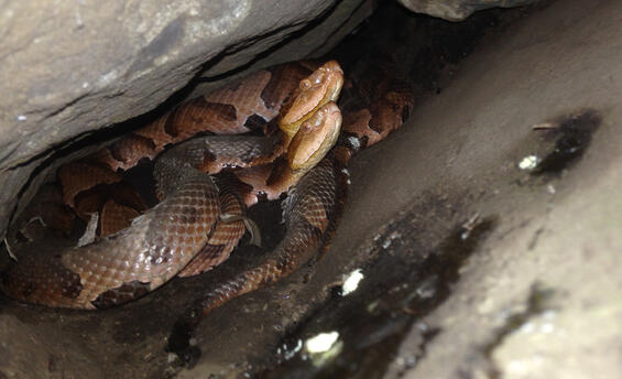 Copperhead birth caught on camera | Mass.gov